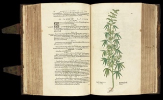 HUG* : HALTE À LA DÉSINFORMATION SUR LE CANNABIS! * Hôpital ...